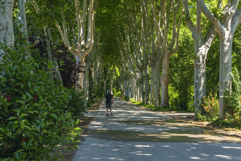 Trees Help Restore Biodiversity and Maintain the Ecological Stability ...