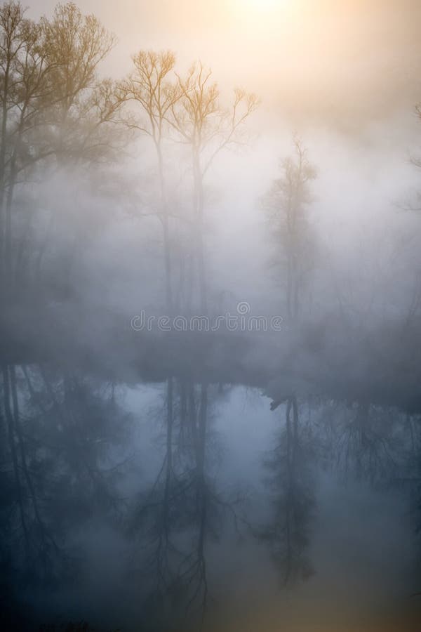 Trees hidden in mist stock photo. Image of outdoor, natural - 195477088