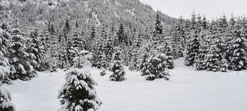 Trees hidden in the snow stock image. Image of background - 206464139