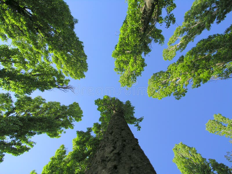 Trees in the high stock image. Image of scene, peak, forests - 7455115