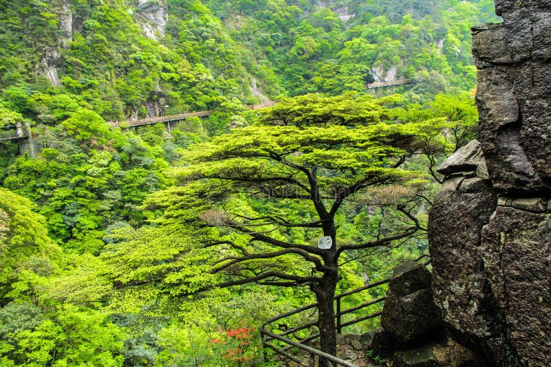 Trees in high mountain stock image. Image of protection - 56306721
