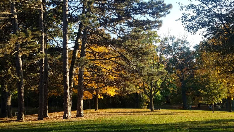 Trees in High Part Toronto stock image. Image of leaf - 164937057
