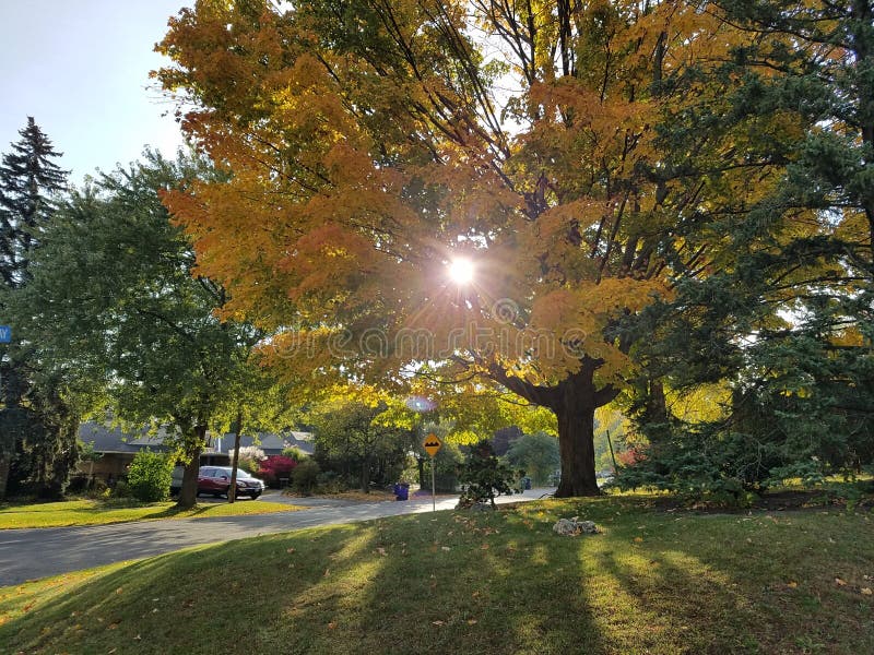 Trees in High Part Toronto stock photo. Image of fall - 165082310