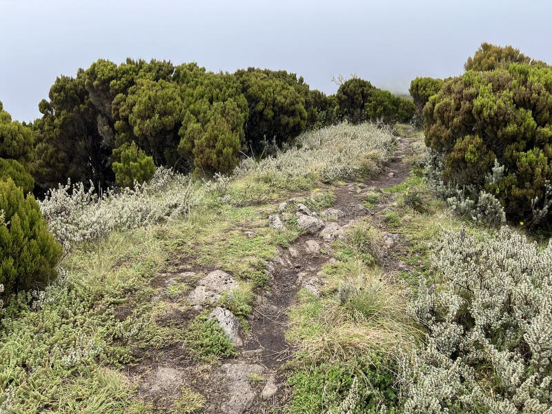 Trees and Hiking Path Inside the Elephant Hills in the Aberdare Range ...