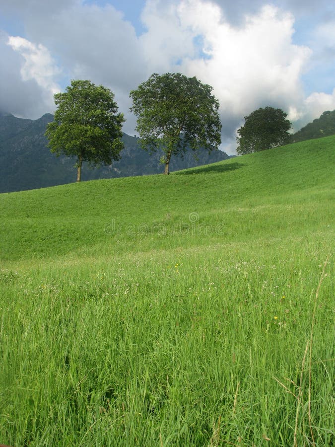Trees on the hill stock image. Image of garden, colored - 6412057