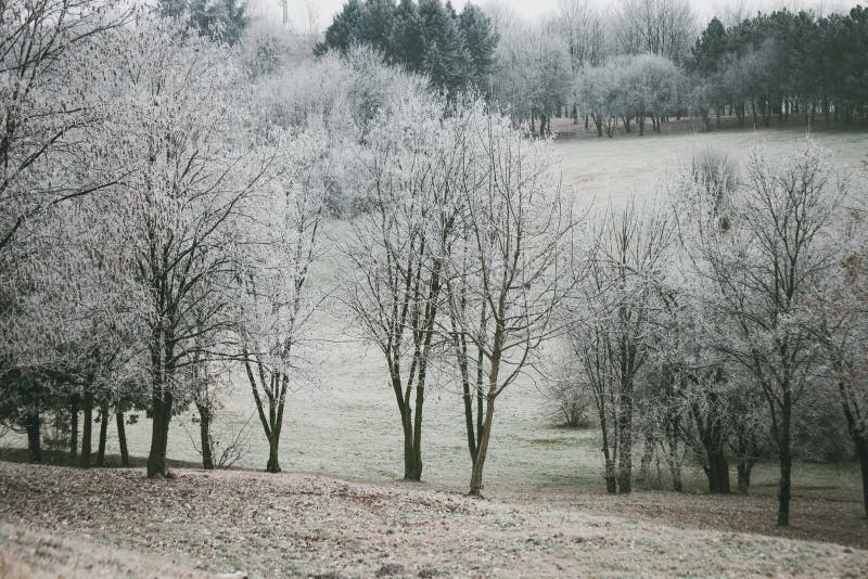 Trees and Hill Covered with Frost Stock Image - Image of landscape ...