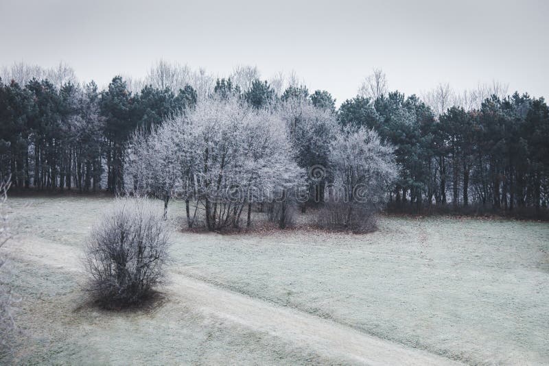 Trees on a Hill Covered with Frost Stock Image - Image of weather ...