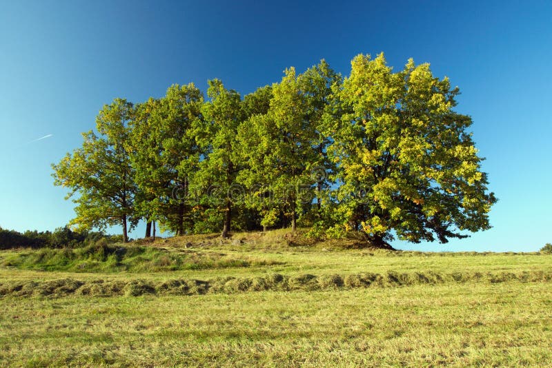 Trees on the hill stock image. Image of leaves, blue - 50857033