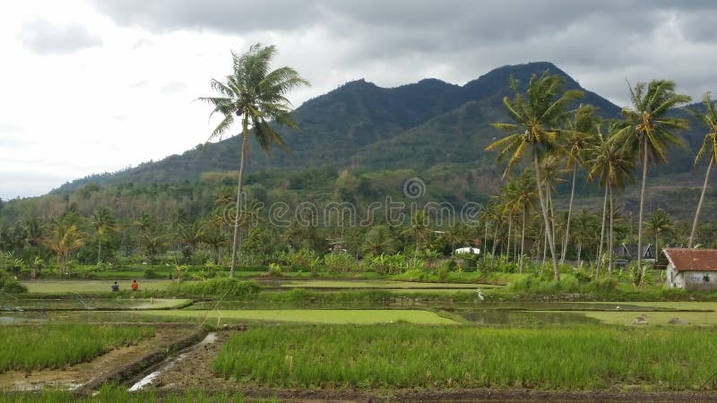 Coconut stock image. Image of cropland, ricel, trees - 135096671