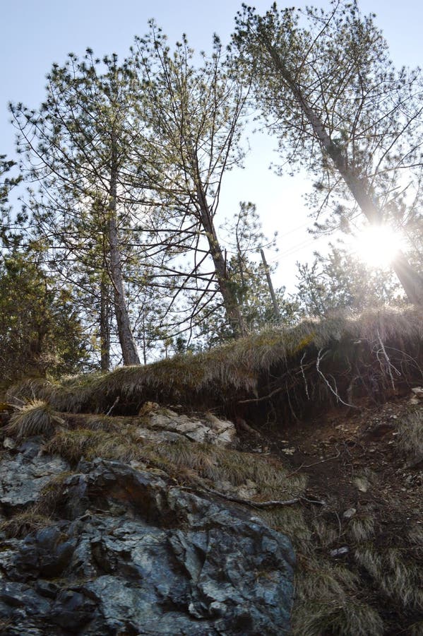 Trees on a Hill in the Spring Stock Photo - Image of grass, springn ...