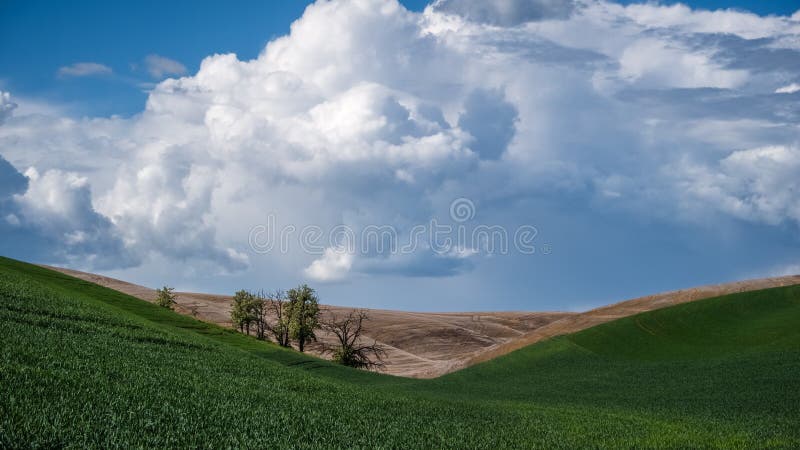 Trees between Hills in the Palouse 2 Stock Image - Image of large ...