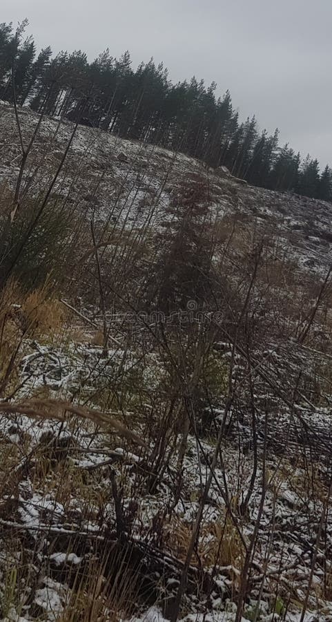 Trees in the Hills at Winter Day Stock Photo - Image of forrest, logs ...