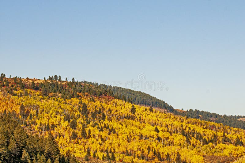 Trees on a Hillside in Yellowstone National Park Stock Photo - Image of ...