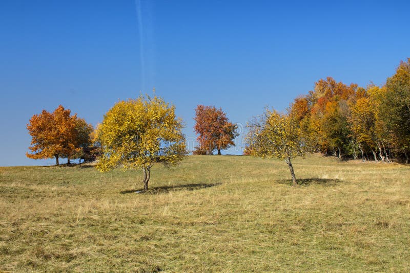 Trees on the Hillside Autumn Stock Photo - Image of late, landscape ...
