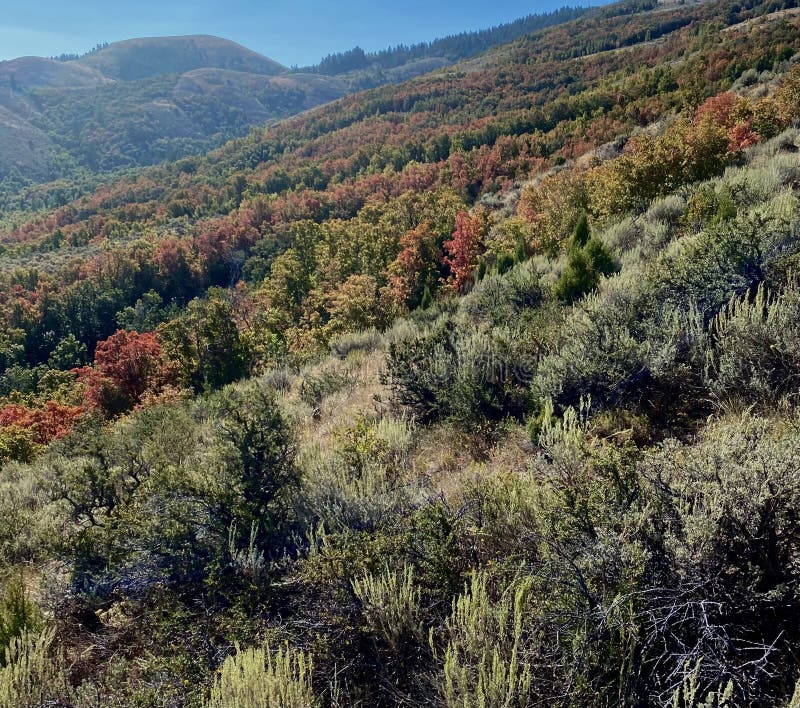 Trees on a Hillside with Many Fall Colors Stock Photo - Image of fall ...