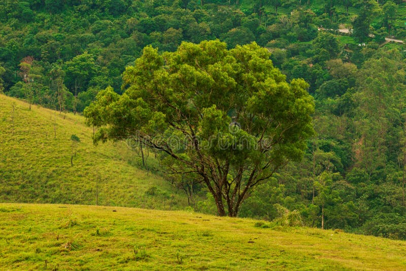 Trees on the hillside stock photo. Image of mountain - 308225810
