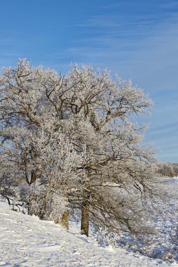 Trees with hoar frost stock photo. Image of land, cold - 63626976