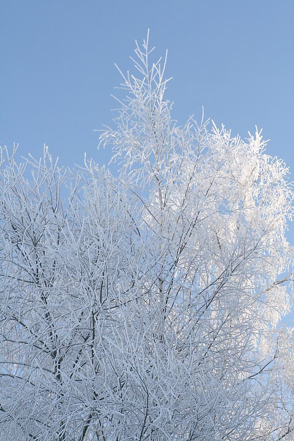 Trees and hoarfrost stock image. Image of snow, forests - 12535177