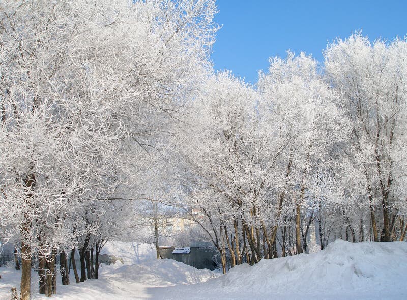 Trees in hoarfrost stock image. Image of hoarfrost, crystal - 15081961