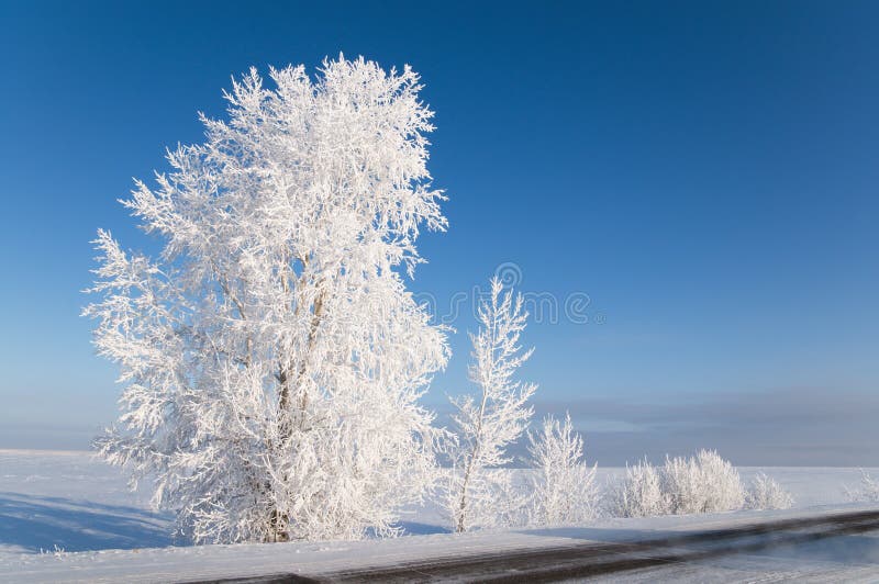 Trees in hoarfrost. stock image. Image of sapless, frozen - 16489045