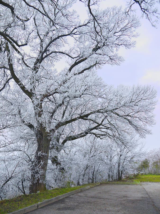 Trees in hoarfrost stock photo. Image of austria, frost - 26239098