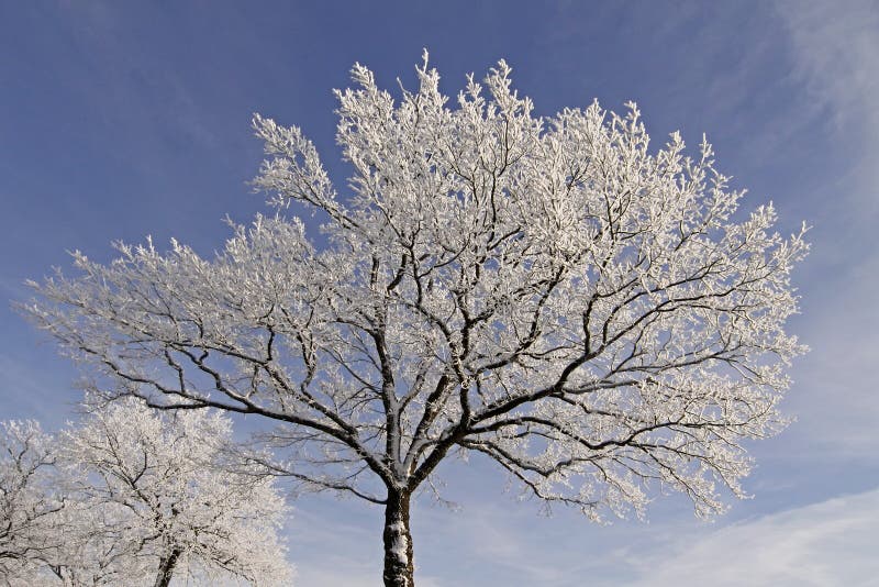 Trees with Hoarfrost in Hilter, Germany Stock Photo - Image of snow ...