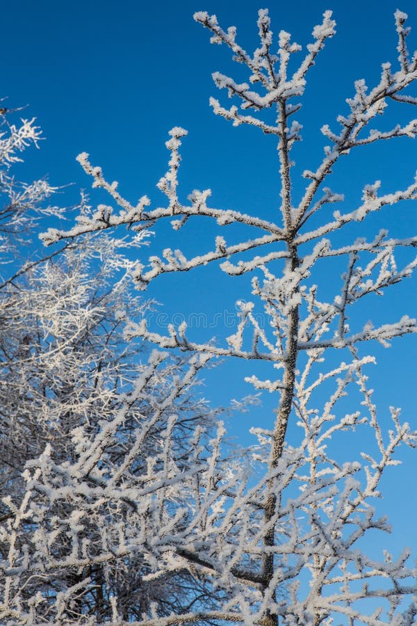 Trees in hoarfrost stock image. Image of blue, claus - 63318303