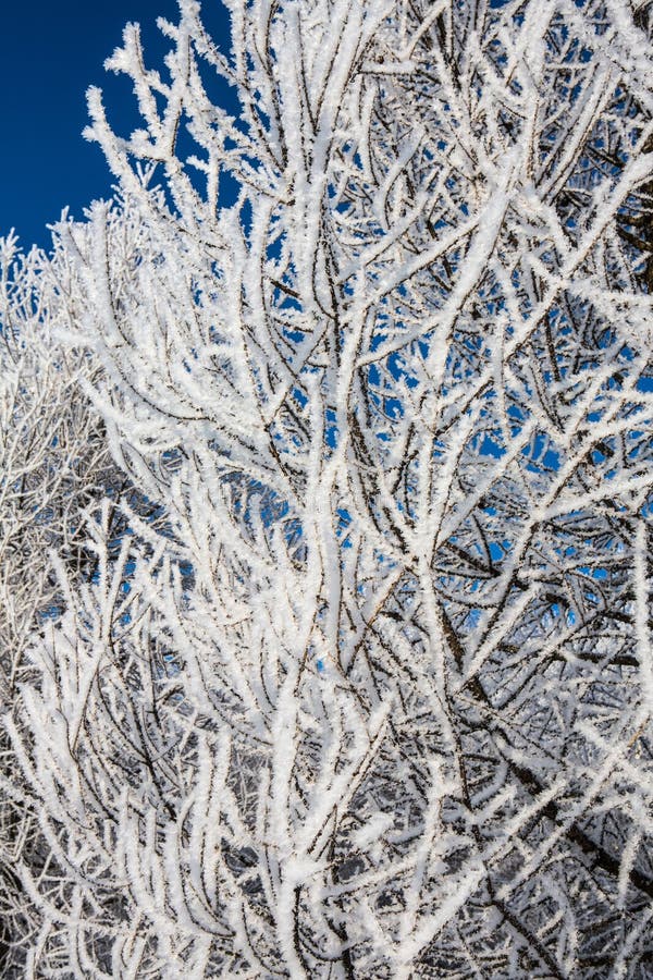 Trees in hoarfrost stock photo. Image of chilly, blurred - 63318306