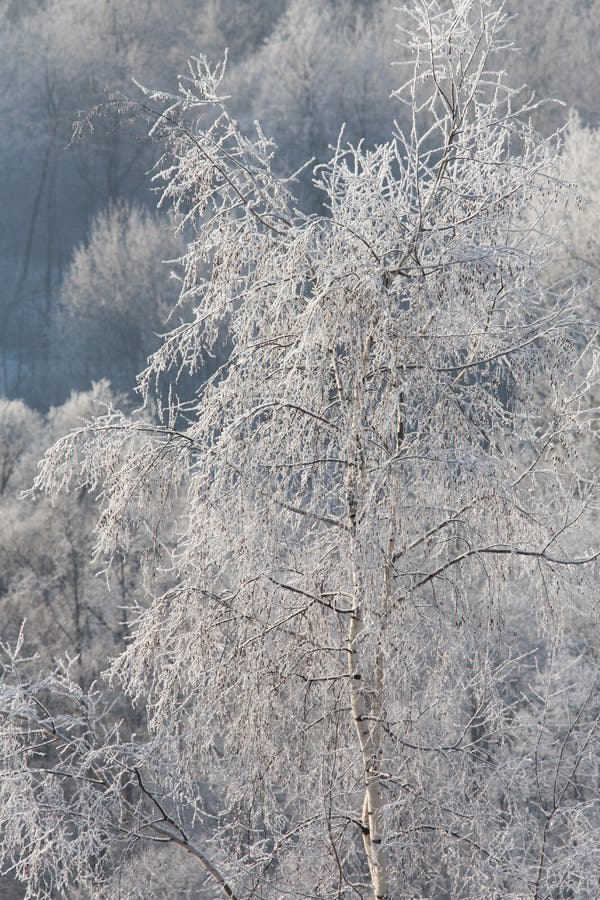Trees in hoarfrost stock photo. Image of congratulations - 63318316