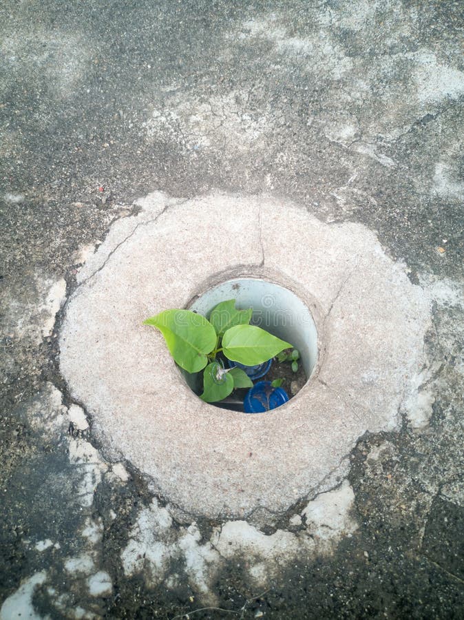 The Trees in the Hole Circle Stock Image - Image of dark, leaf: 199017699