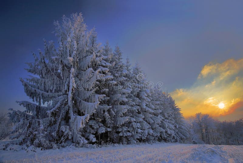 Trees of Hope stock photo. Image of mountain, hill, field - 13019084