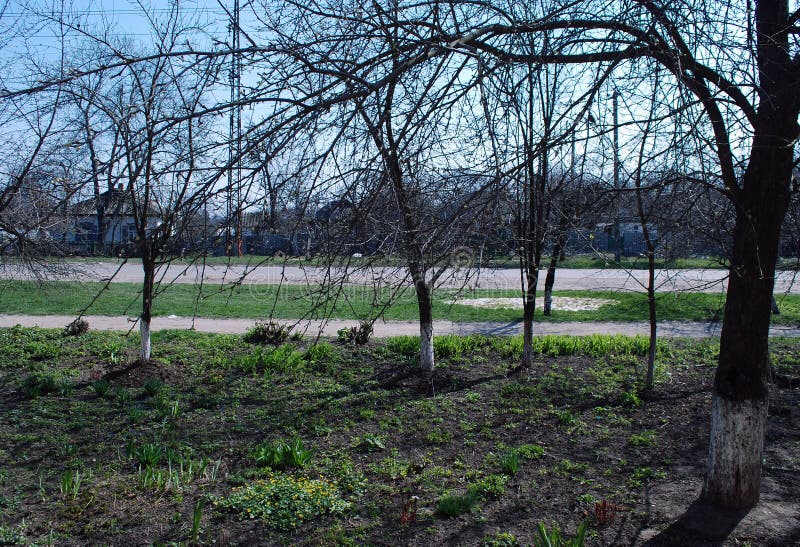 Trees and houses stock image. Image of tree, bark, green - 39331963
