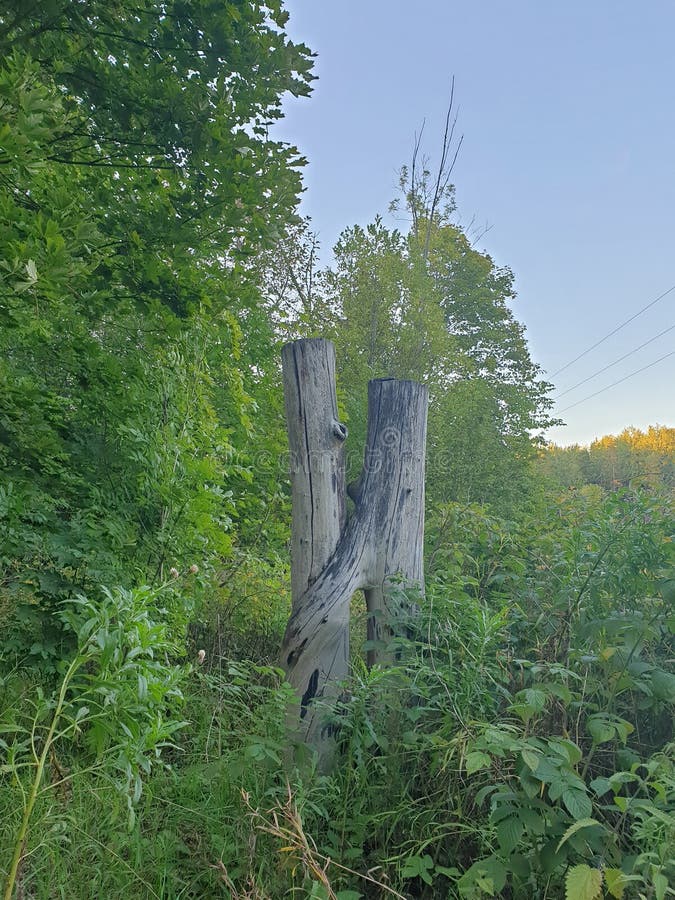 Trees hug stock image. Image of woodland, forest, wilderness - 228984555