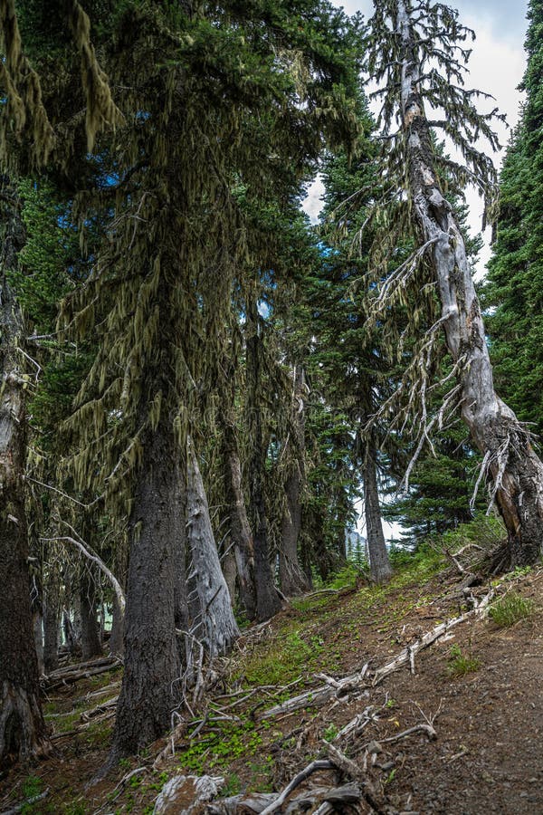 Trees at the Hurricane Ridge Stock Photo - Image of nature, weather ...