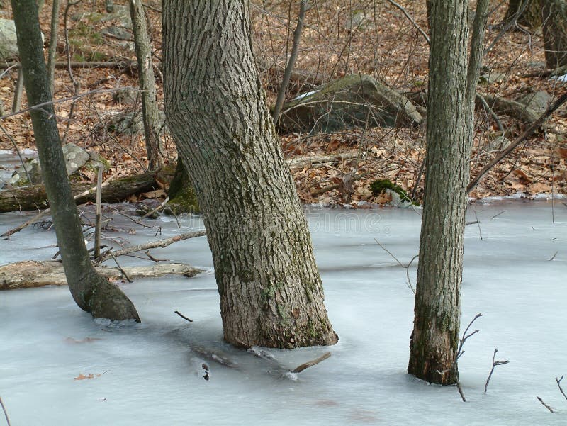 Trees in the ice stock image. Image of forest, rock, leaves - 4669