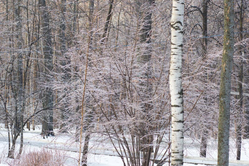 Trees in Ice in the Winter Time in Forest Stock Photo - Image of forest ...