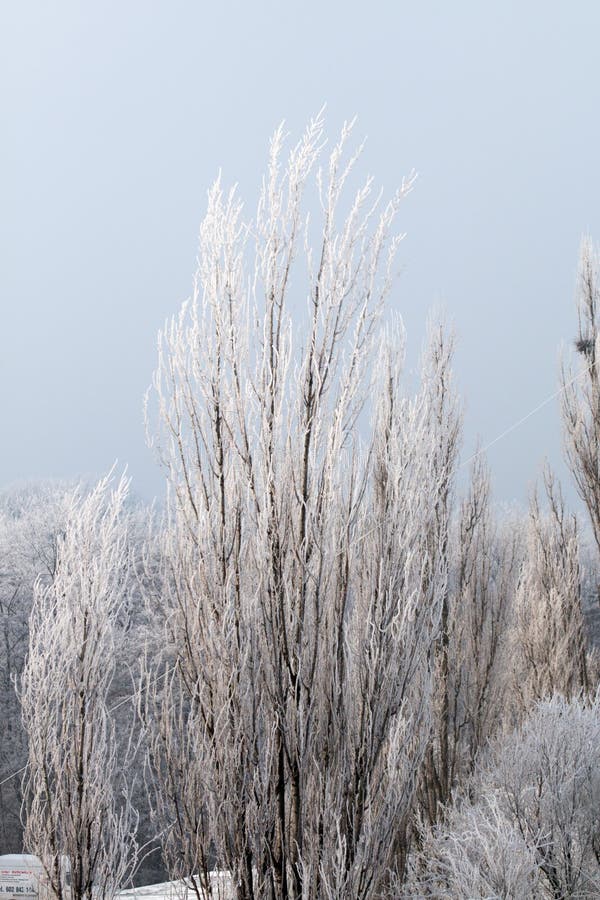Trees icy in winter stock photo. Image of frost, scene - 137774734