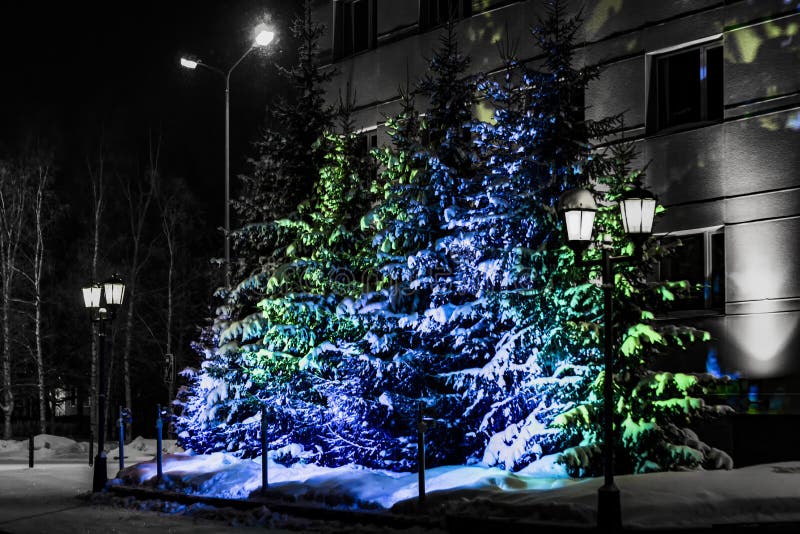 Trees Illuminated by Spotlights. Side Front View Stock Image - Image of ...