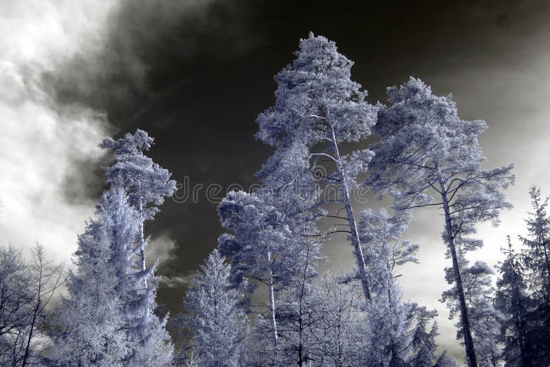 Trees in infrared light stock photo. Image of late, leaves - 53682820