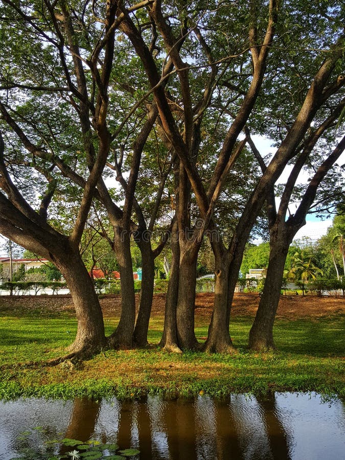 196 Inline Trees Stock Photos - Free & Royalty-Free Stock Photos from ...