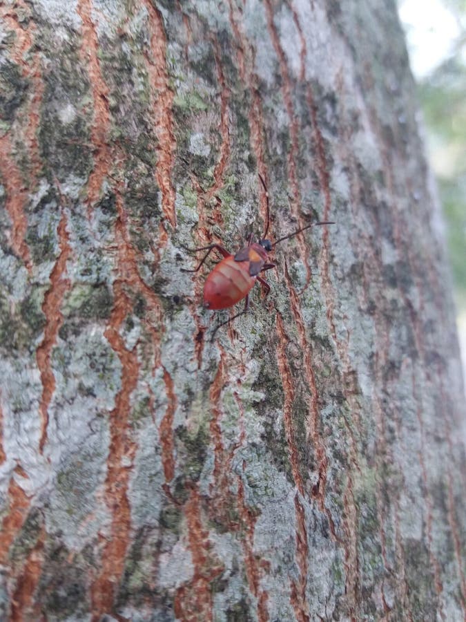 Insect stock image. Image of life, trees, wild, insect - 122934779