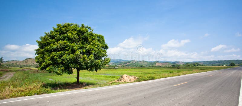 Trees inside country road stock photo. Image of road - 24908500