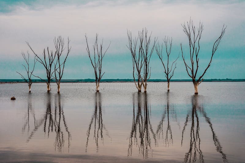 Dead trees inside a lake stock image. Image of attraction - 135331035