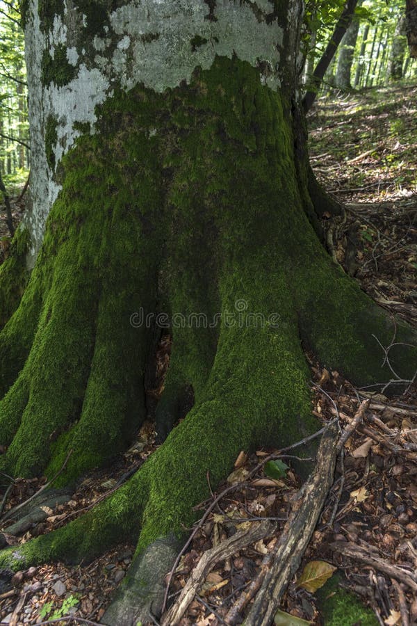 Trees with Interesting Shapes and Formations on Their Stems and Trunks ...