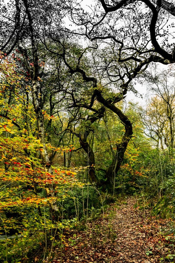 Trees Intertwine on Trail Around Park Stock Image - Image of flora ...