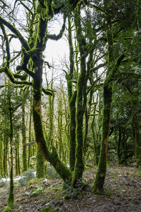 Trees with Intertwined Branches in a Mountain Forest Covered with Green ...