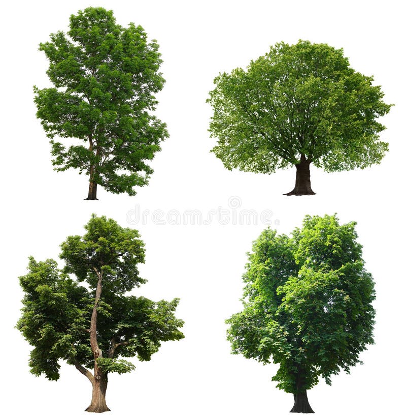 Trees isolated stock image. Image of summer, symbol, stem - 27577597