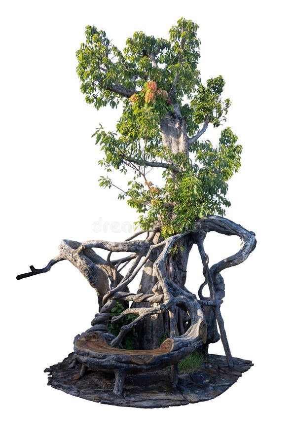 Trees Isolated Adapted for Seating To Relax on a White Background ...
