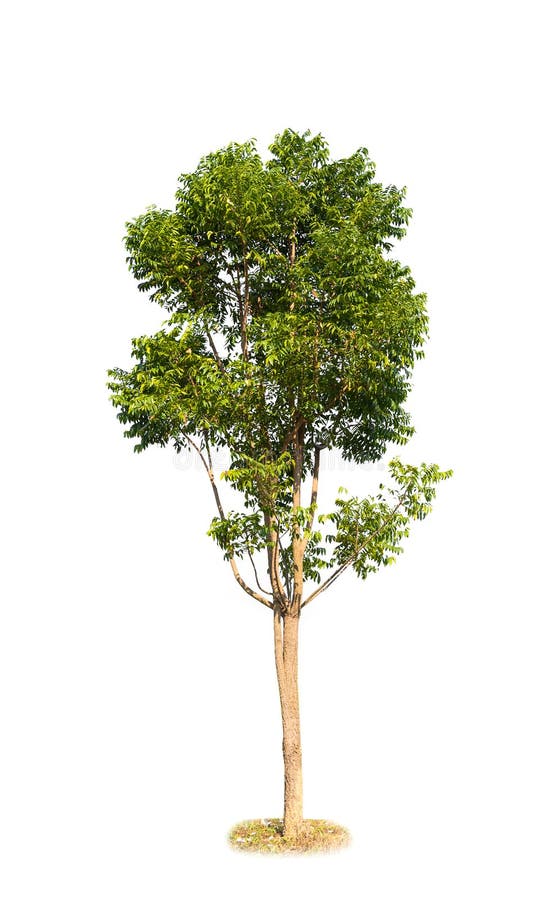 Trees Isolated on White Background Stock Image - Image of tree, symbol ...