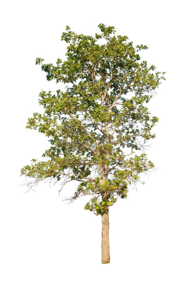 Trees Isolated on White Background Stock Image - Image of tree, white ...